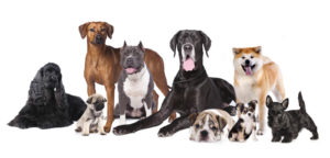 Ages & Stages of Dog Development | All for Dogs