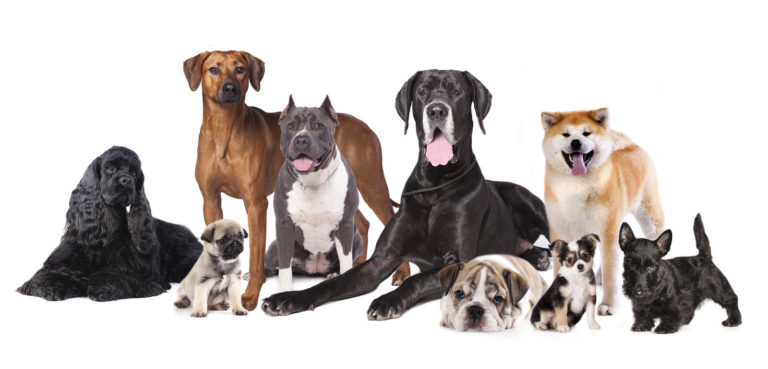 Ages & Stages of Dog Development | All for Dogs