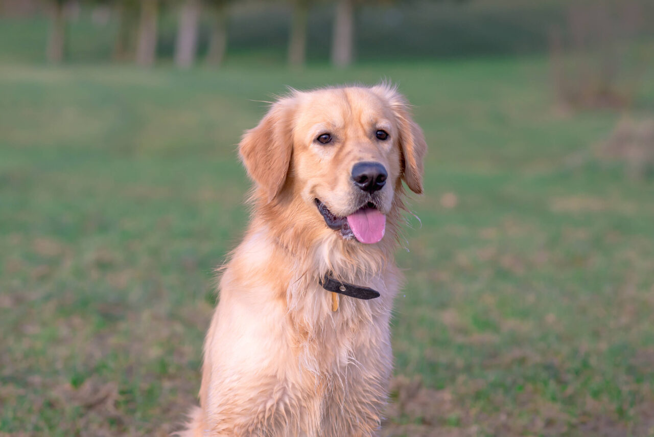 All About Golden Retrievers | All for Dogs