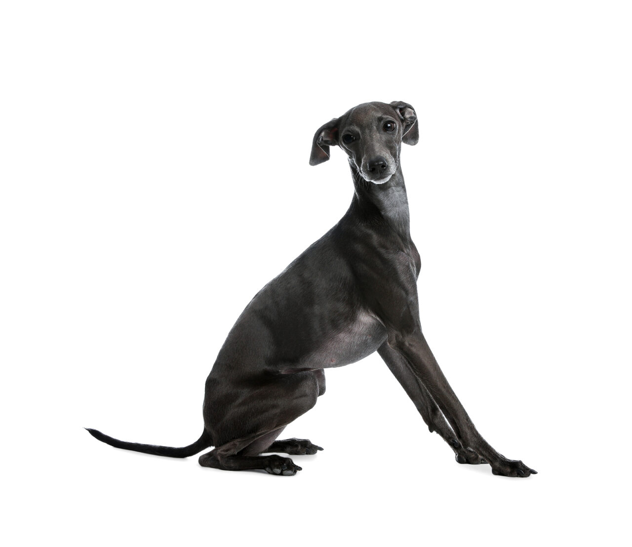 All About Greyhounds | All for Dogs