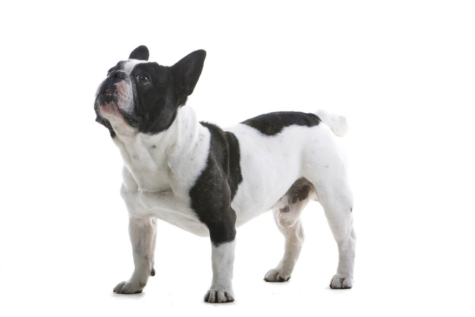All About French Bulldogs | All for Dogs