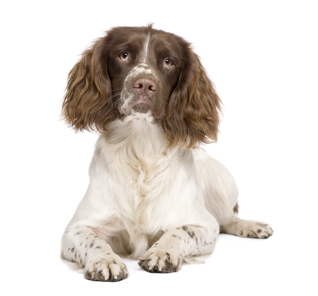 All About Springer Spaniels | All for Dogs